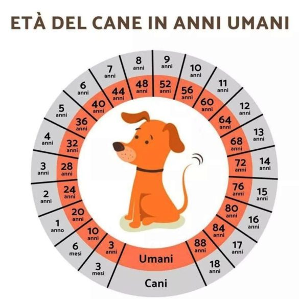 Quanti anni ha il mio cane? Metodo per calcolare età del cane